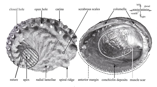 Abalone Shell Structure